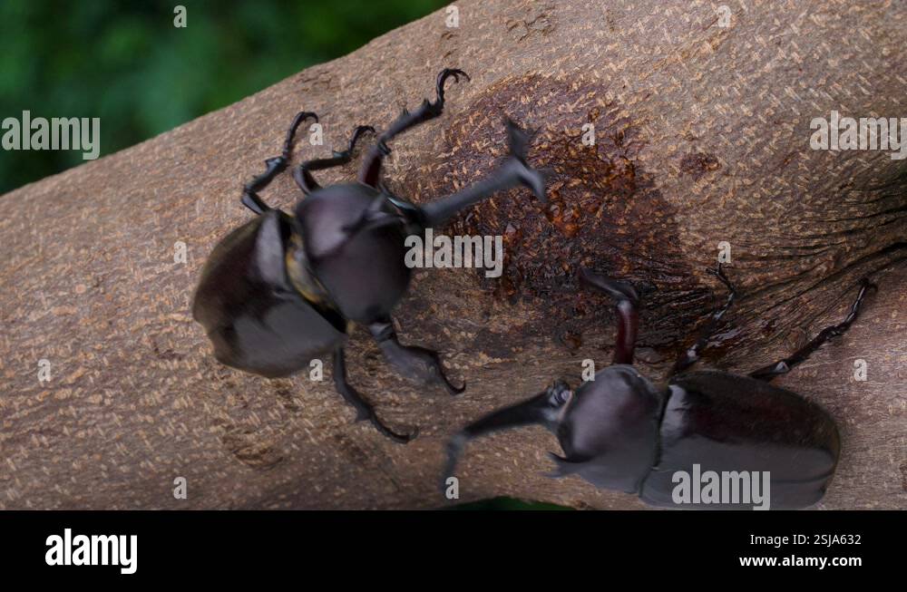 4K slow motion video of male beetles fighting each other for sap Stock ...