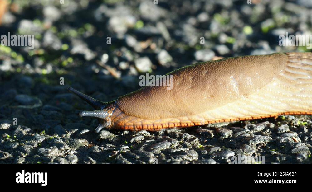 A slug crawling across a path in Ambleside, Lake District, UK Stock ...