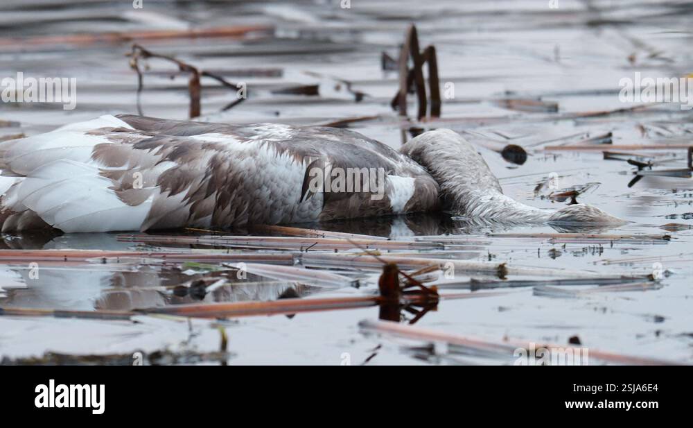 An immature Mute Swan that has died of bird flu at Leighton moss ...