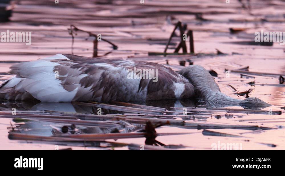 An immature Mute Swan that has died of bird flu at Leighton moss ...