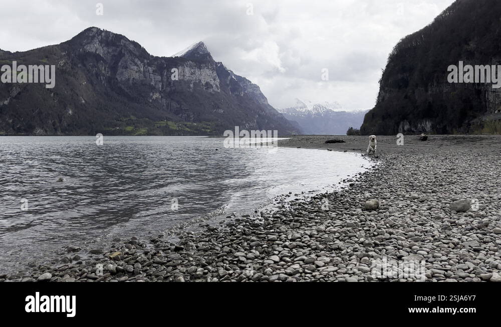 Static view at ground level of dog waiting for a command to move. Lake ...