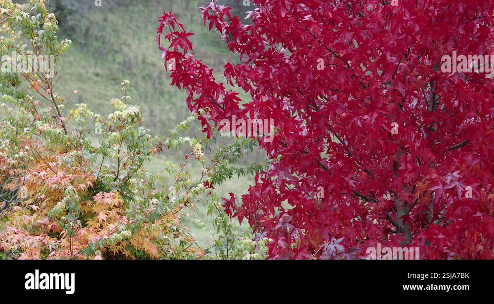 A Liqued Amber, maple tree and Acers in an Ambleside garden, Lake ...