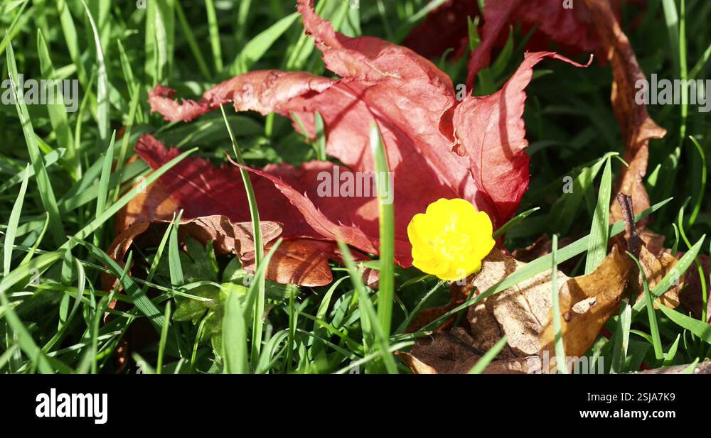 Buttercup leaves Stock Videos & Footage - HD and 4K Video Clips - Alamy
