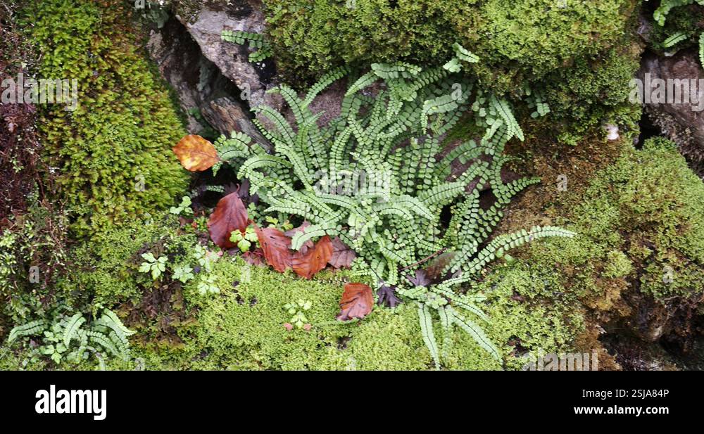 Ferns and mosses growing on a wall in Grange over Sands, Cumbria, UK ...