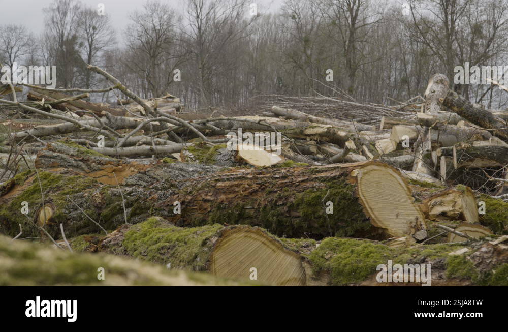 Large mossy logs in pile cleanly cut in logging operation, remnants of ...