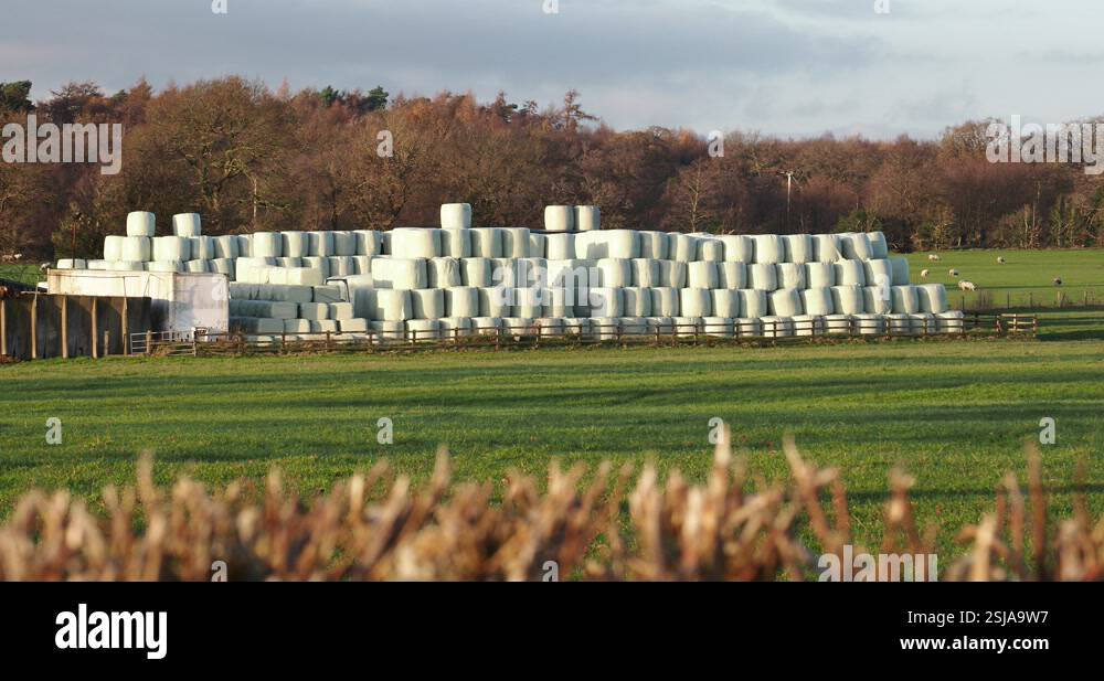 Silage bales on a farm near Bolton by Bowland in the Ribble Valley ...