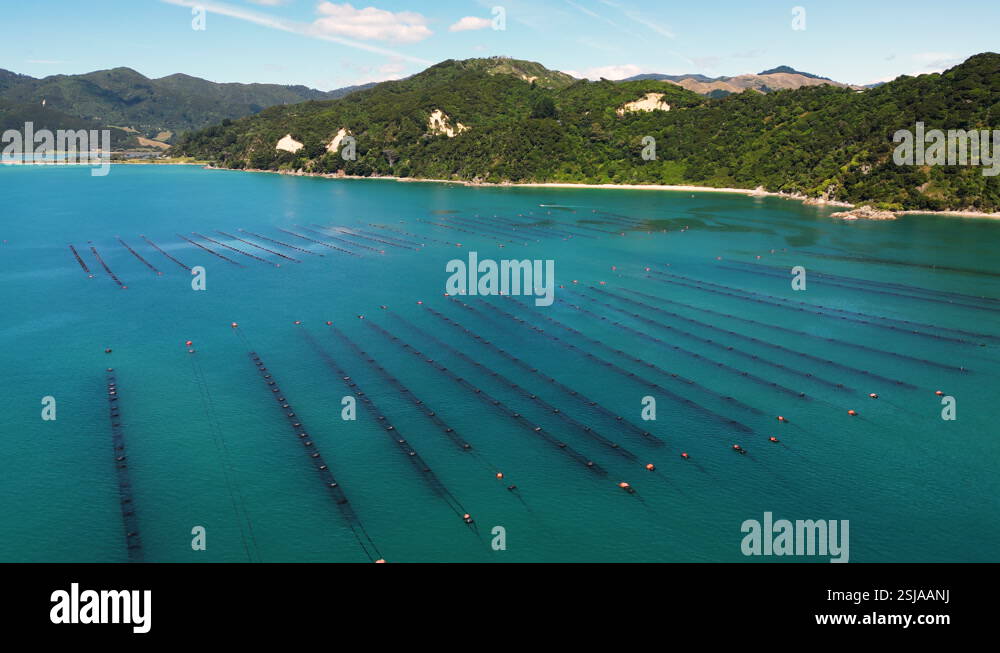 Clam farming aerial circle pan establishing view above water in New ...