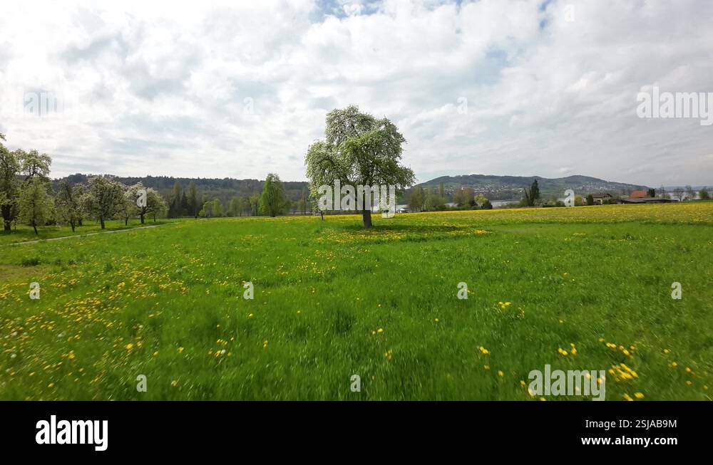 FPV flying over a meadow with dandelions and peartree in white bloom ...