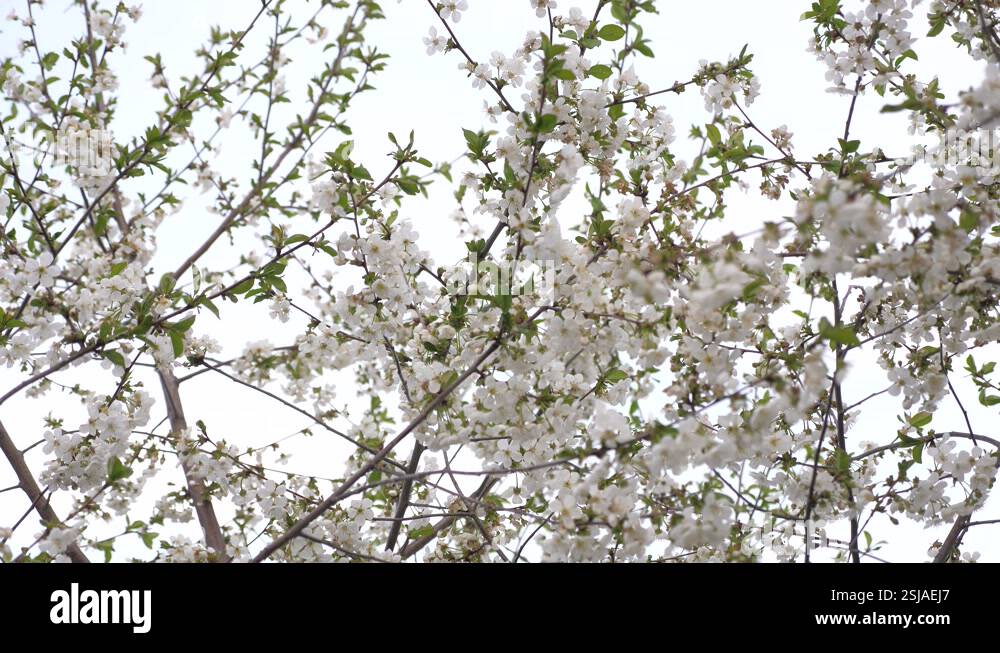 flowering spring tree. spring flowering trees. white flower. Tree ...