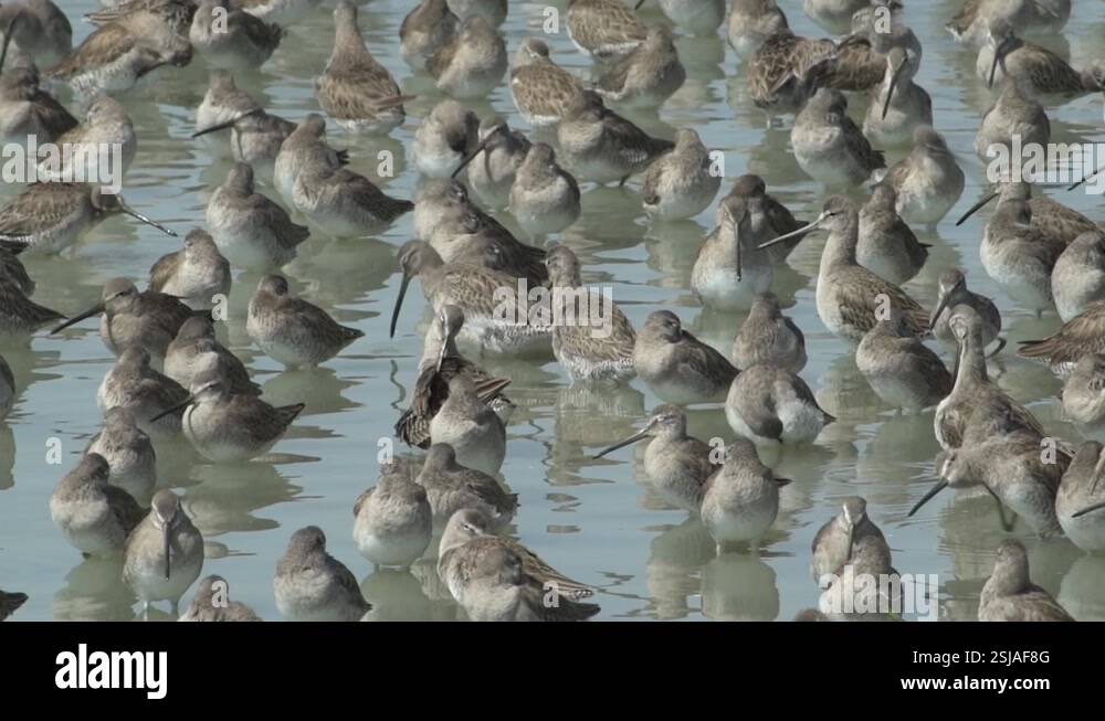 Flock of long billed dowitcher shore birds stand in water and rest at ...