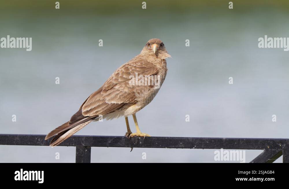 Bird talons Stock Videos & Footage - HD and 4K Video Clips - Alamy