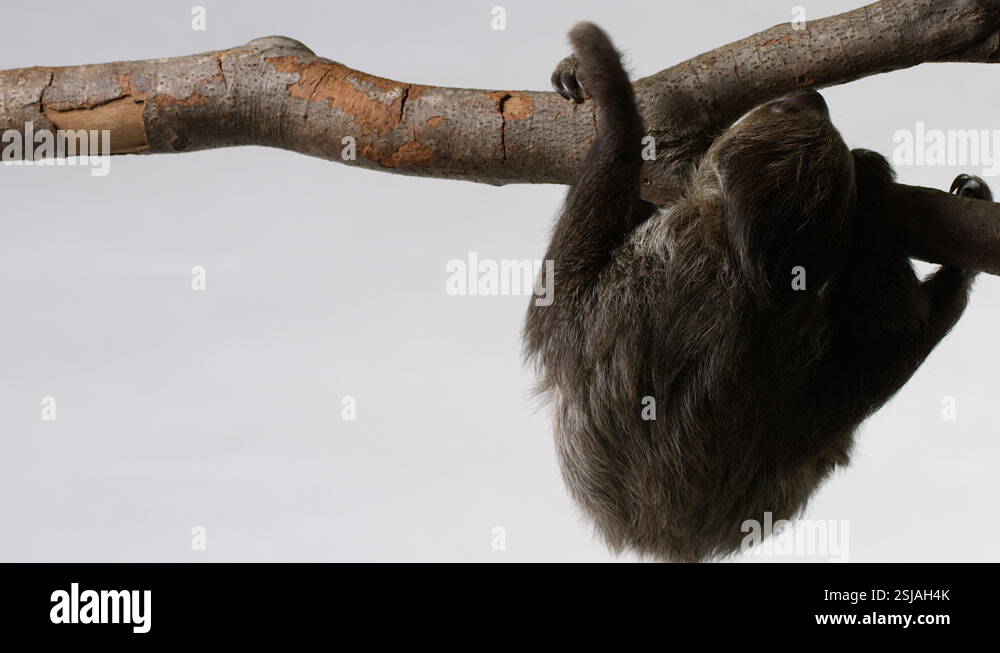 Curious sloth looks around while hanging on branch - white background ...