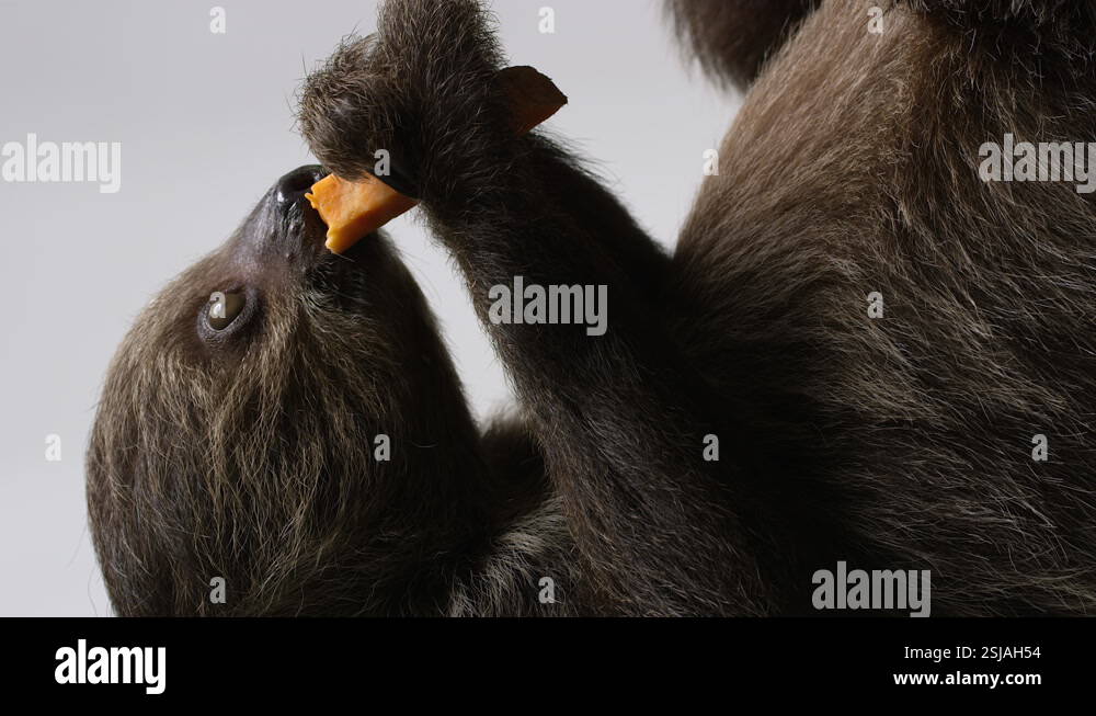 Sloth eating a snack hanging upside down by just his back legs - close ...