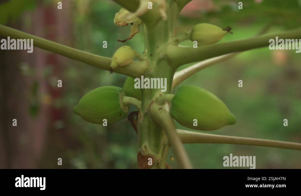Regional fruit Stock Videos & Footage - HD and 4K Video Clips - Alamy