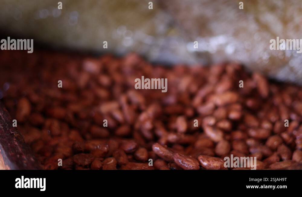 Hand Scooping Fermented Cacao Beans; Sticky Wet Texture Stock Video ...