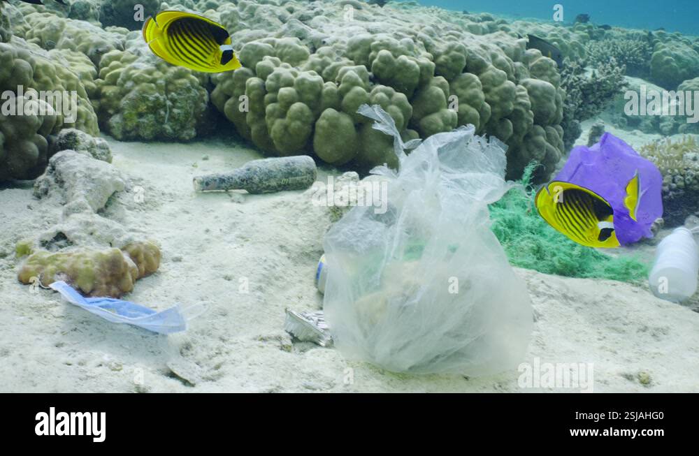 Fish swims over plastic pollution on beautiful shallow coral reef, Slow ...