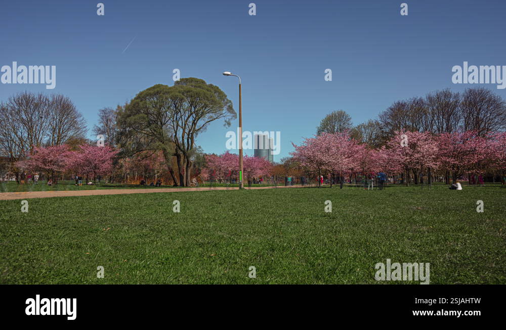 Blooming sakura trees in park of Riga with skyscrapers in distance ...