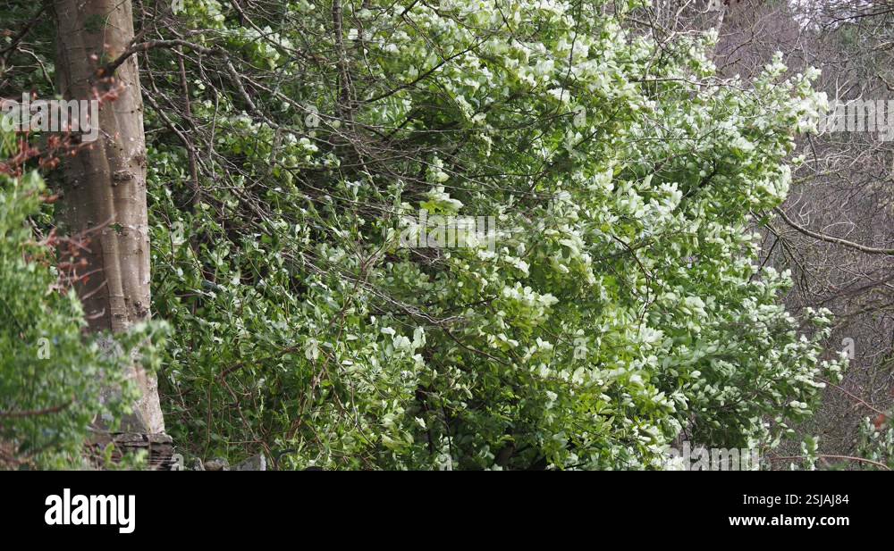 Gale force winds blowing Laurel trees in Ambleside, Lake District, UK ...