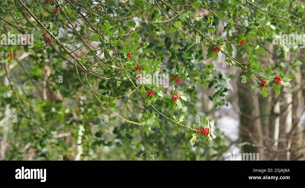 Gale force winds blowing a Holly Tree in Ambleside, Lake District, UK ...