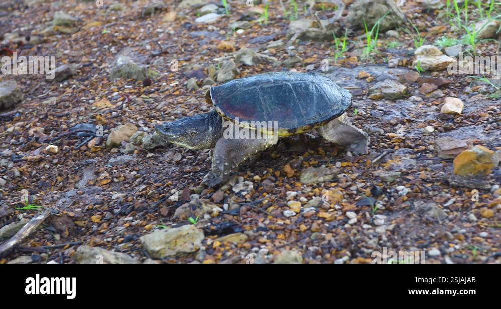 Common Snapping Turtle(Chelydra serpentina) walking on gravel into the ...