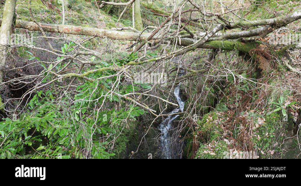 Trees in Ambleside, Lake District, UK blown over by Storm Arwen Stock ...