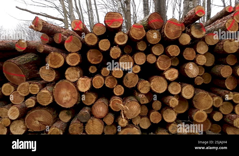 Wooden logs piled in massive stack, result of commercial tree logging ...