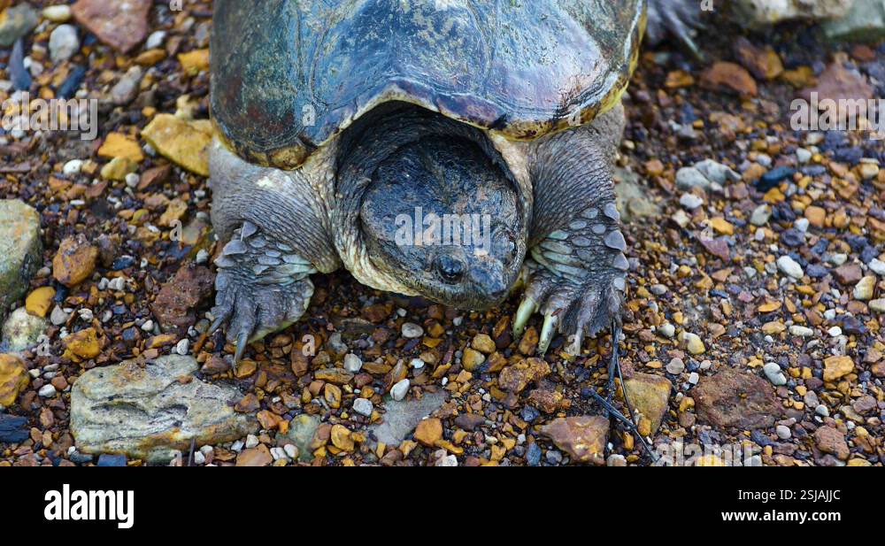 Common Snapping Turtle(Chelydra serpentina) camera is static front view ...
