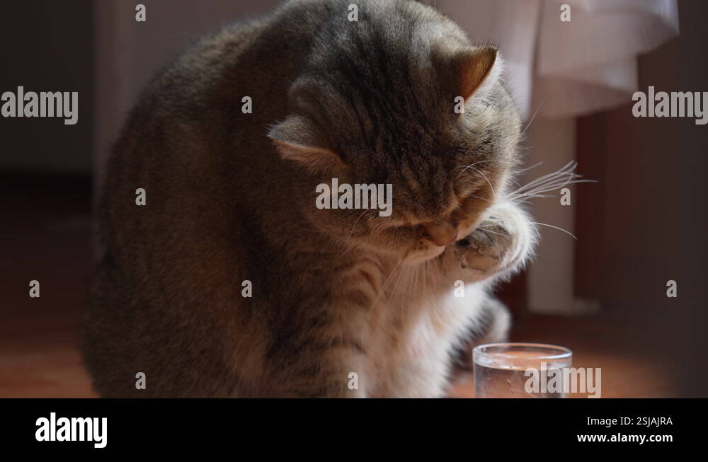 Cute British Shorthair cat dipping his paw in little glass of water and ...