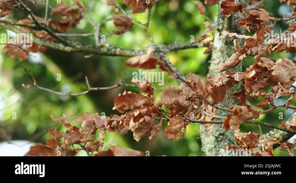 Winds blowing a small Oak tree in Ambleside, Lake District, UK Stock ...