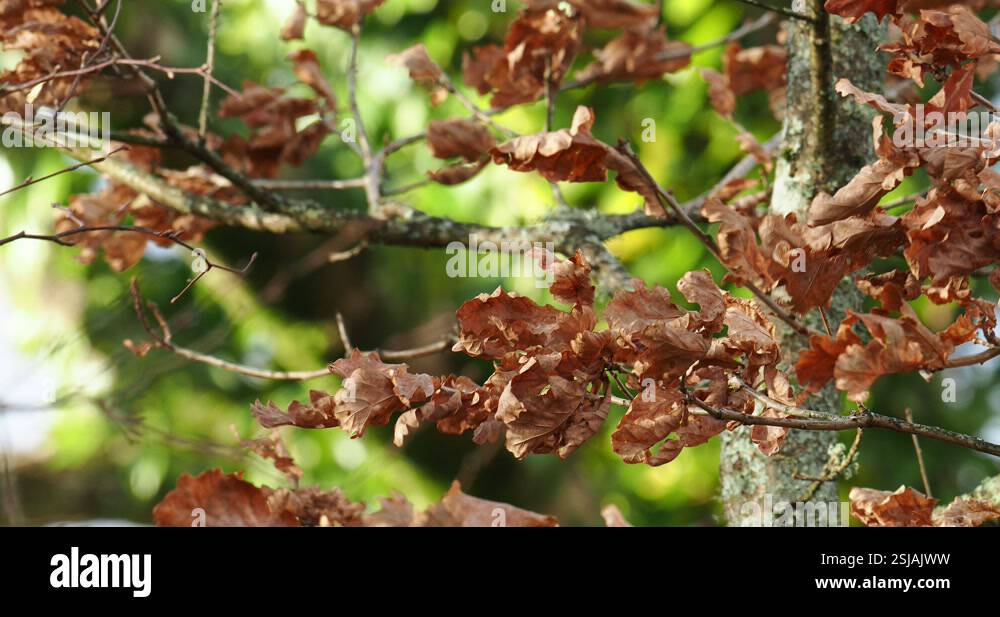 Winds blowing a small Oak tree in Ambleside, Lake District, UK Stock ...