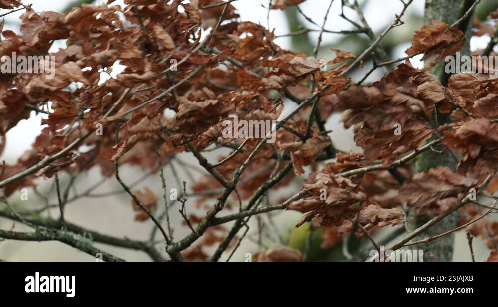 Winds blowing a small Oak tree in Ambleside, Lake District, UK Stock ...