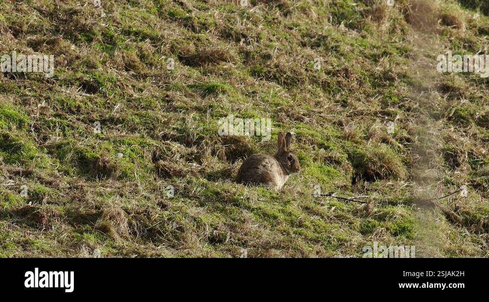 Rabbit, Oryctolagus cuniculus in Ambleside, Lake District, UK Stock ...