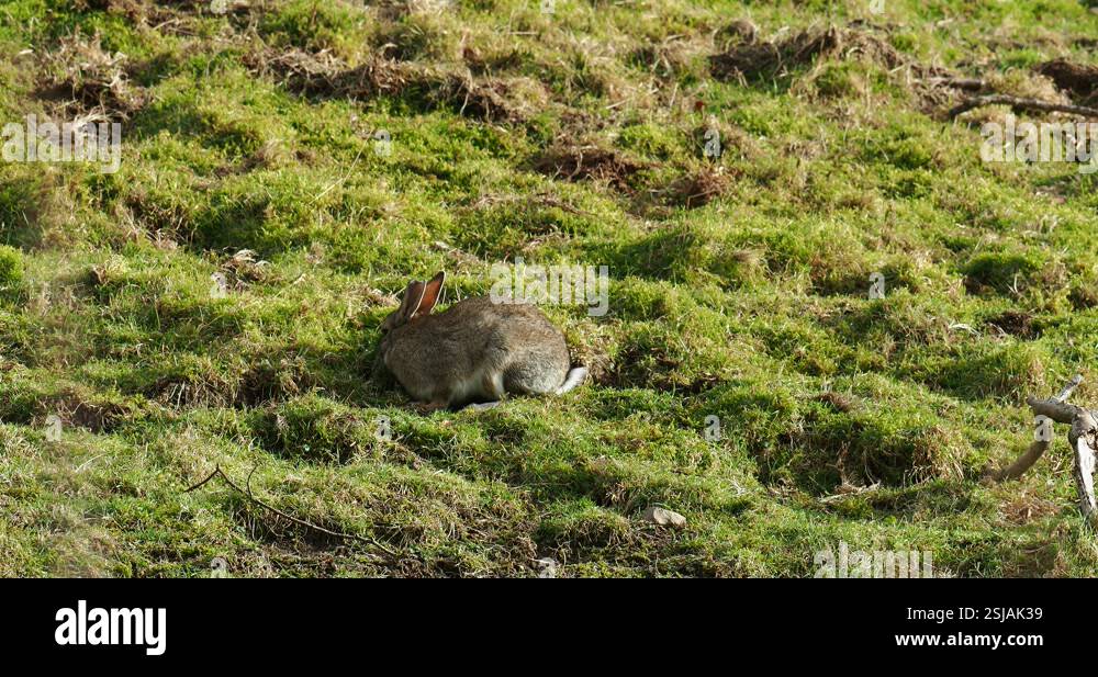 Rabbit, Oryctolagus cuniculus in Ambleside, Lake District, UK Stock ...