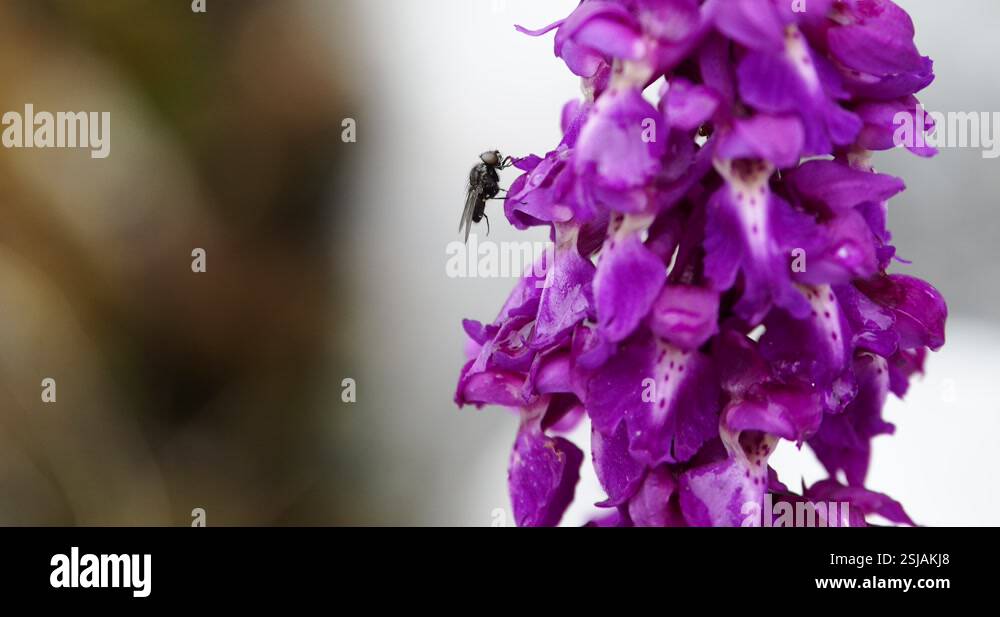 A fly on an Early Purple Orchid, Orchis mascula at Austwick in the ...