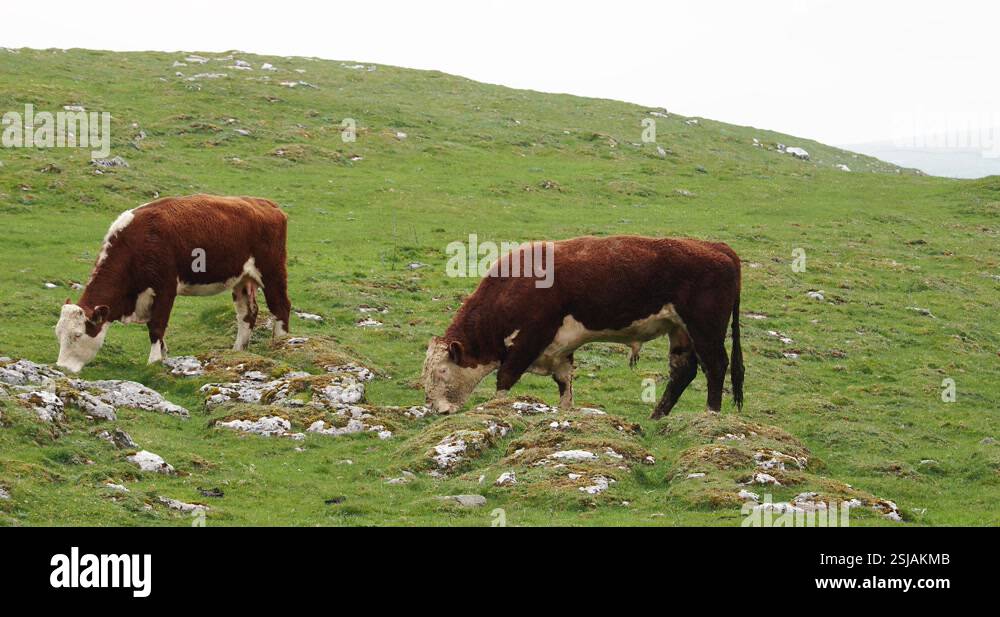 A bull following cows on a farm in Feizor, Yorkshire Dales, UK Stock ...