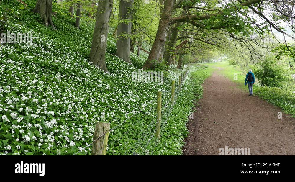 Riverside path uk Stock Videos & Footage - HD and 4K Video Clips - Alamy