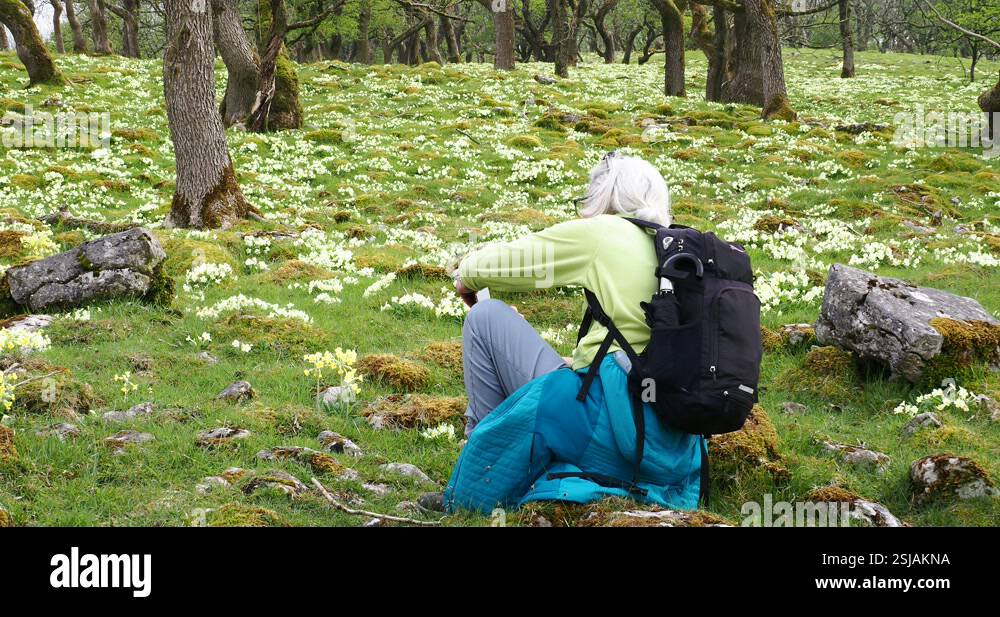 Primroses and Oxlip at Austwick in the Yorkshire Dales, UK being ...