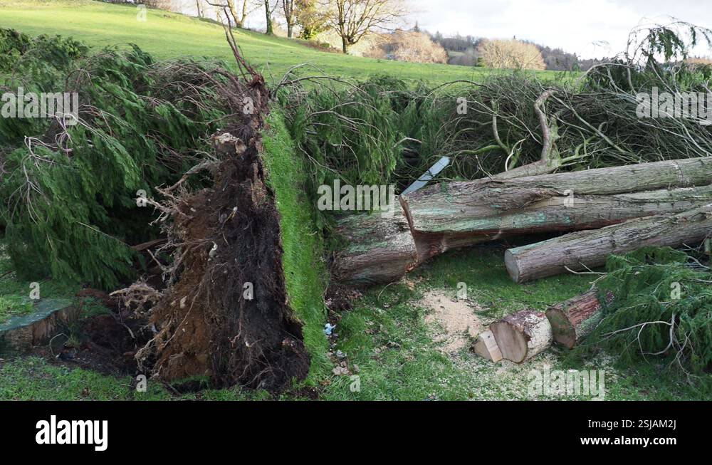 Trees blown over by Storm Arwen, in Bowness on Windermere, Lake ...