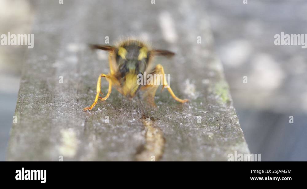 A wasp chewing wood on a balcony in Ambleside, UK, to make its nest ...