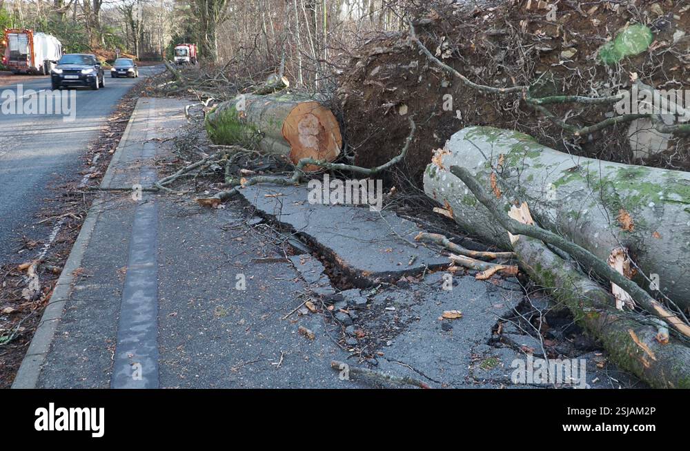 Roadside Beech Trees blown over by Storm Arwen near Ambleside, Lake ...
