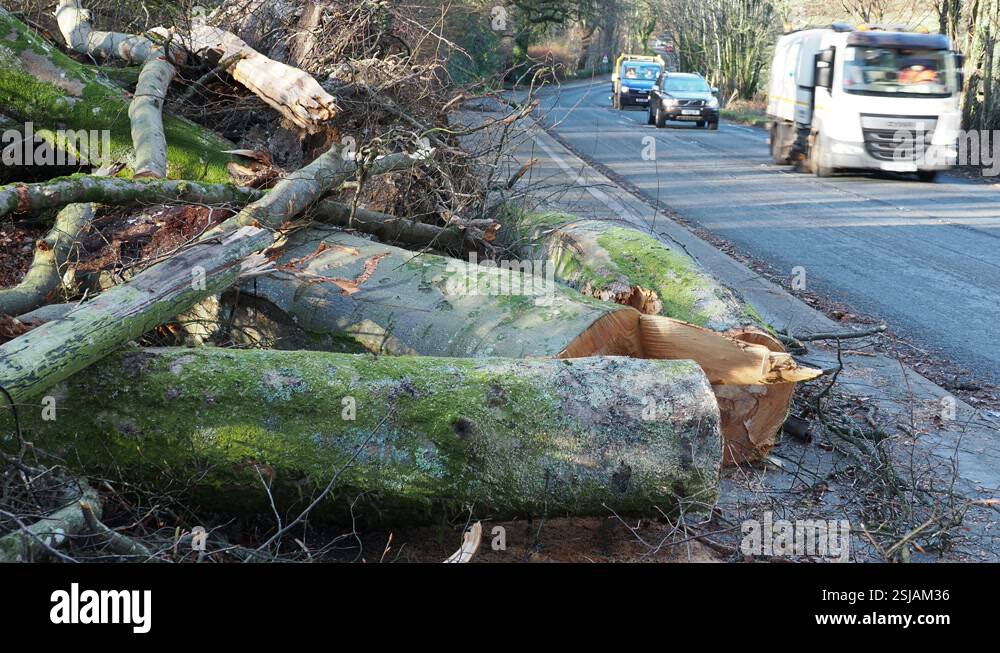 Roadside Beech Trees blown over by Storm Arwen near Ambleside, Lake ...