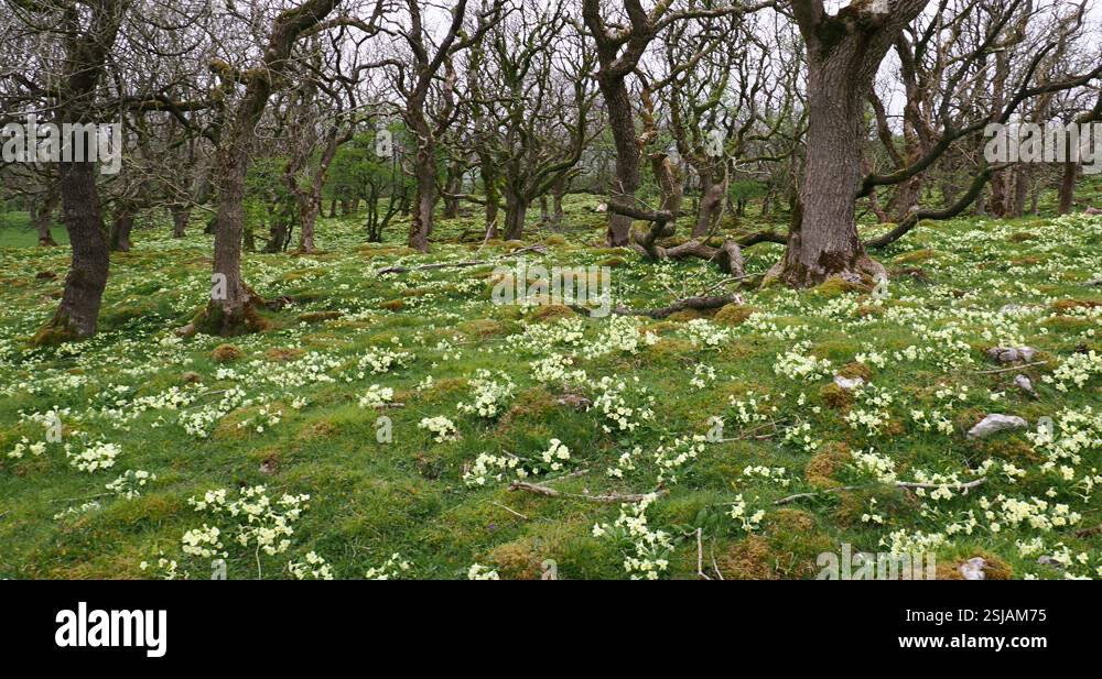 An amazing display of Primrose; Primula vulgaris in Austwick, Yorkshire ...