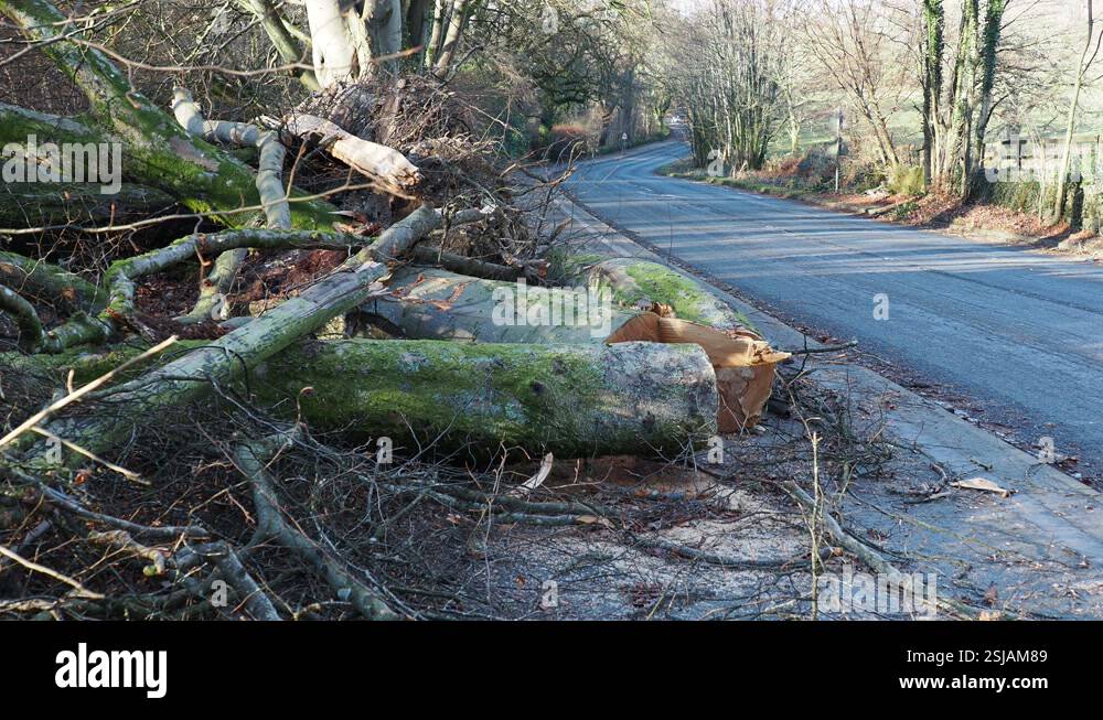 Roadside Beech Trees blown over by Storm Arwen near Ambleside, Lake ...