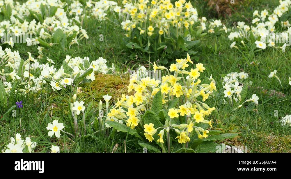 Oxlip; Primula elatior and Primroses in Austwick, Yorkshire Dales, UK ...