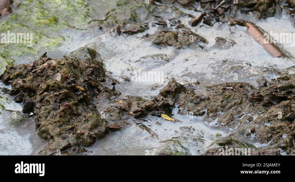 Pollution from raw sewage being tipped into Lake Windermere, in ...
