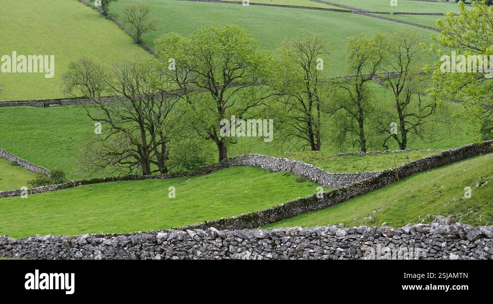 Various stages of leaf Stock Videos & Footage - HD and 4K Video Clips ...