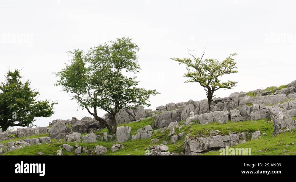 Hawthorn trees in blossom on limestone pavement in Feizor, Austwick ...