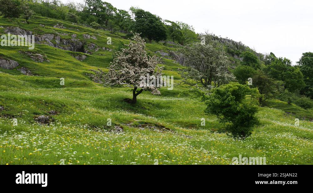 Hawthorn trees in blossom amongst wildflowers above Austwick, Yorkshire ...