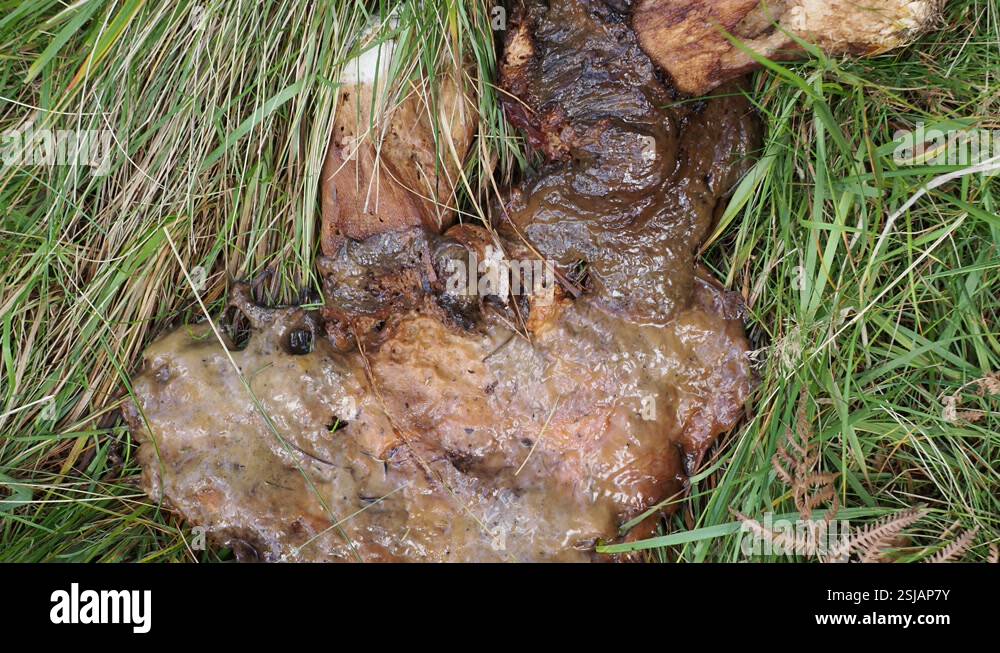 A Boletus funghi that has decayed into something quite disgusting ...