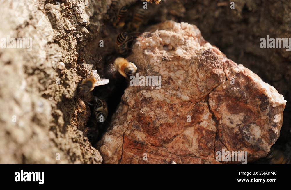 Macro closeup view as busy bees buzz in and out of underground hive ...